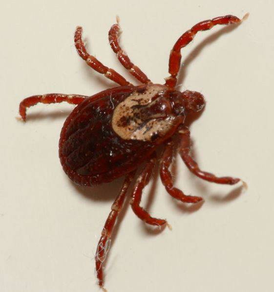 Tick bites: Beware more than ever | Harlan Enterprise