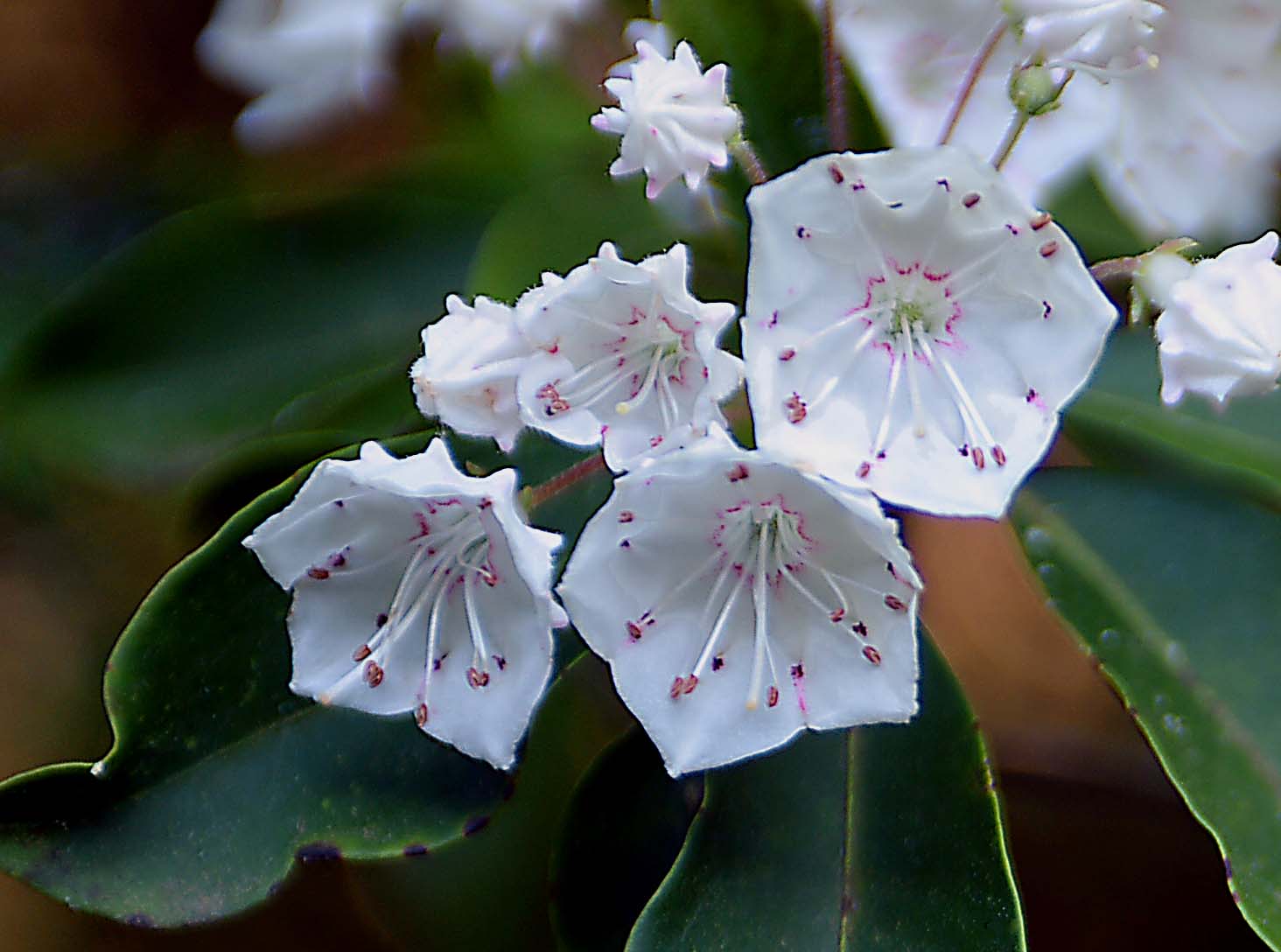 Appalachian spring | Harlan Enterprise